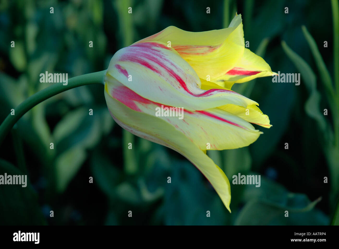 Tulip bending hi-res stock photography and images - Alamy