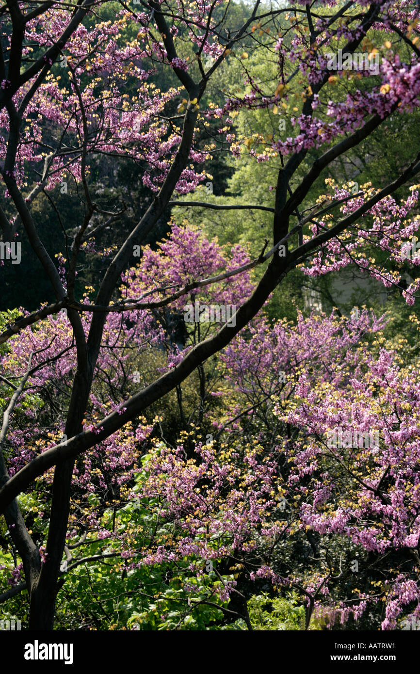THE JUDAS TREE IN FLOWER, ISTANBUL, TURKEY Stock Photo - Alamy