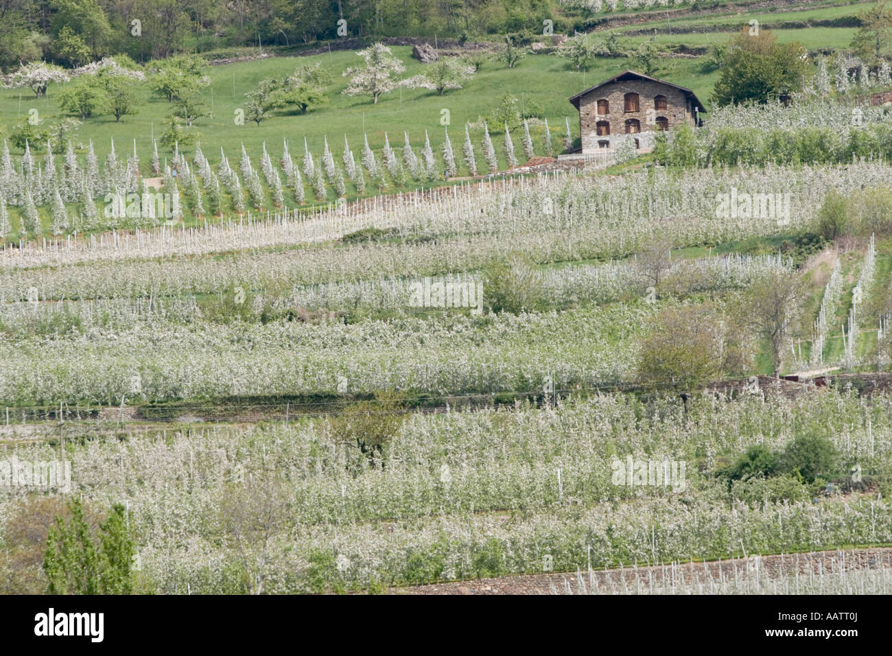Traditional farm building surrounded by flowering apple agriculture ...