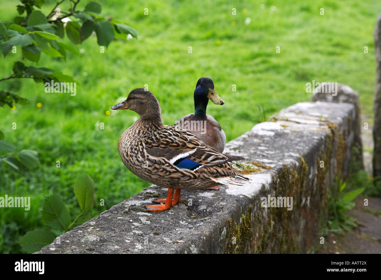 Two Ducks on wall Stock Photo - Alamy