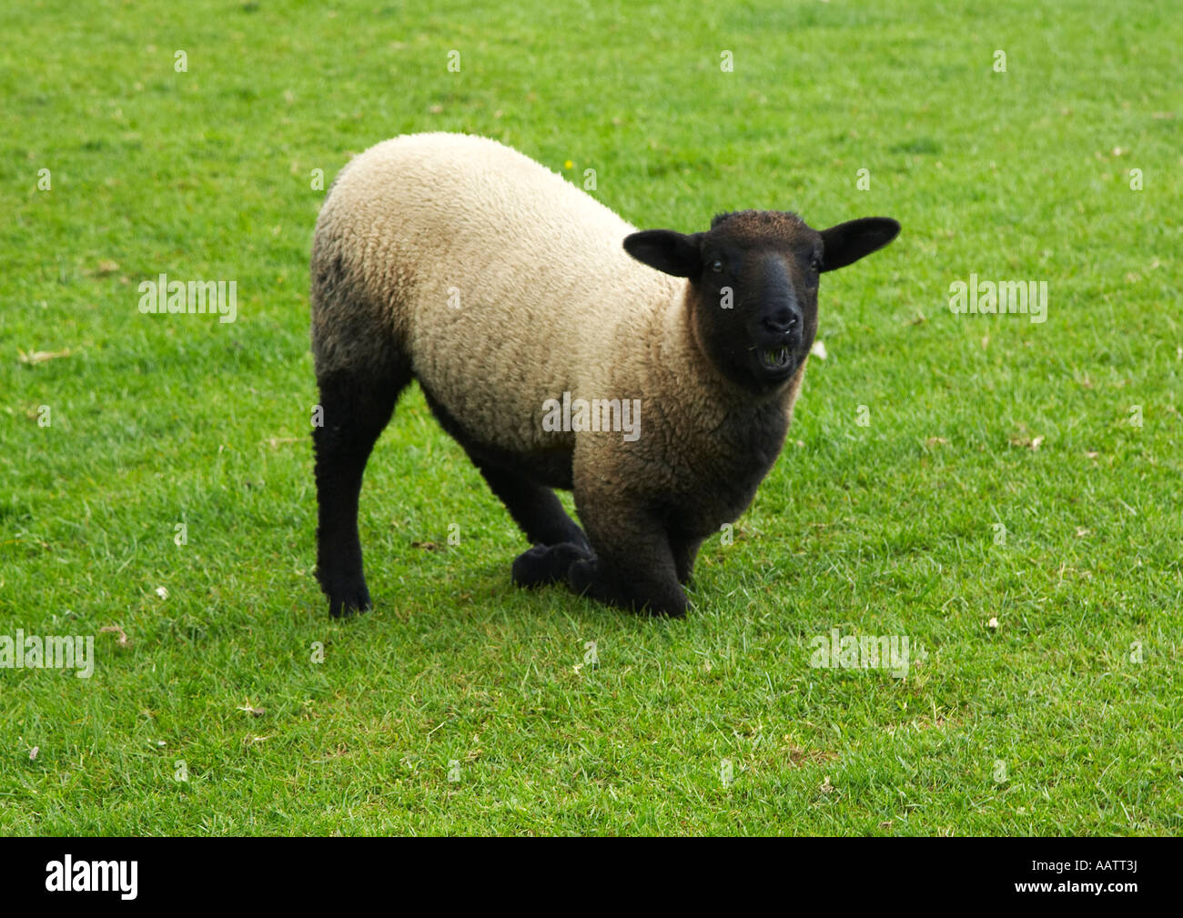 Lamb kneeling hi-res stock photography and images - Alamy