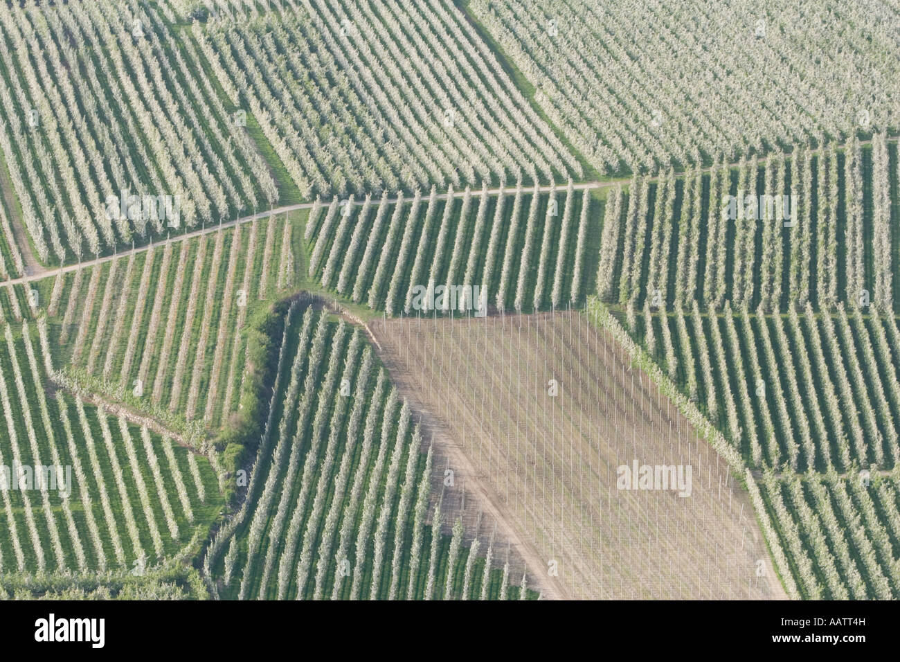 Various stage of growth of intensively farmed apple trees, Venosta ...