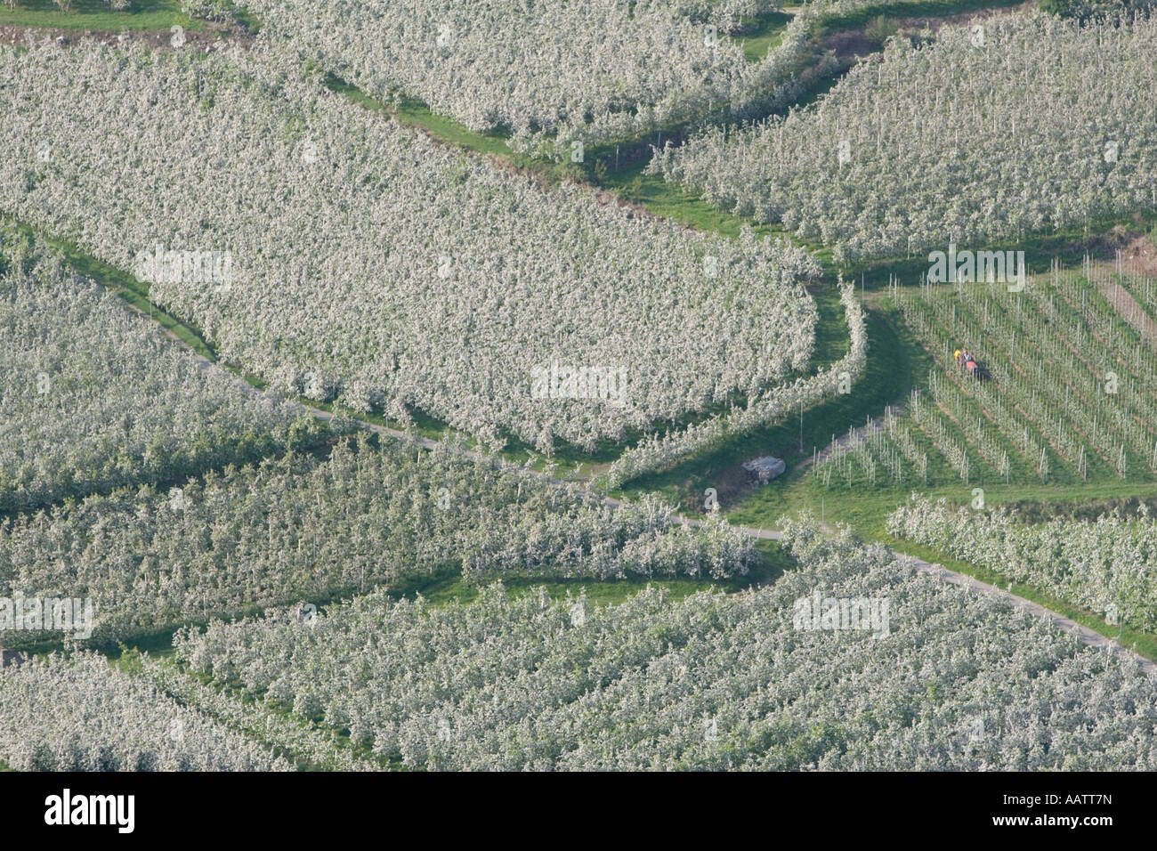 Intensively farmed apple trees in bloom, Venosta Valley, Alto Adige ...