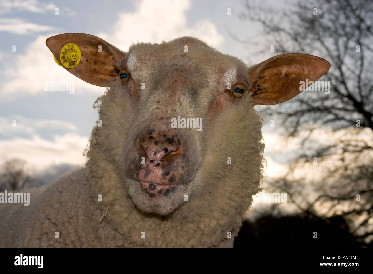 Bahh hi-res stock photography and images - Alamy