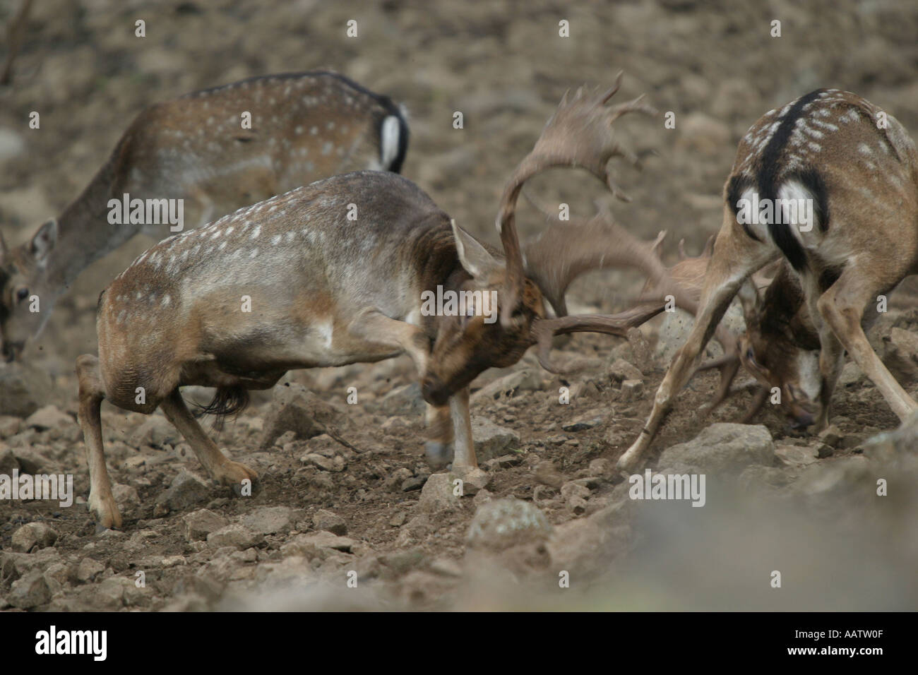 Fight between animals hi-res stock photography and images - Alamy