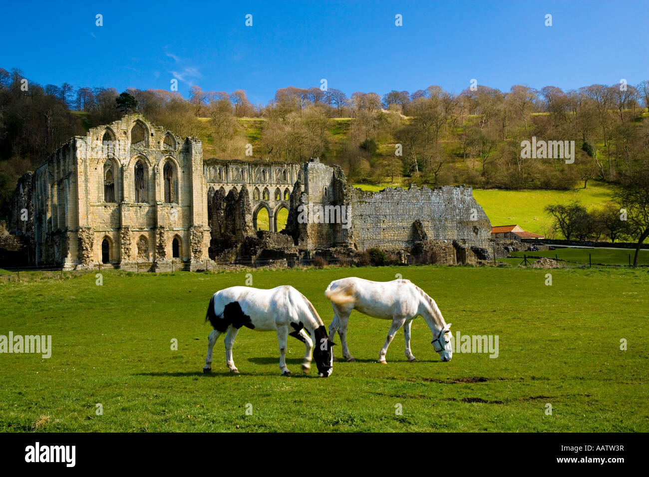 Rievaulx Abbey Ryedale North Yorkshire Stock Photo - Alamy
