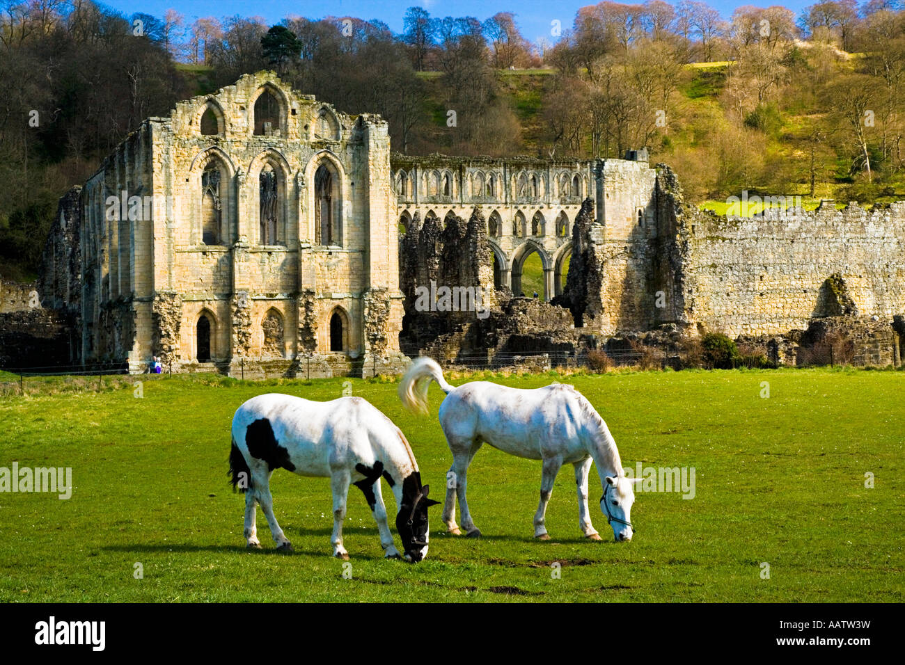 Rievaulx Abbey Ryedale North Yorkshire Stock Photo - Alamy