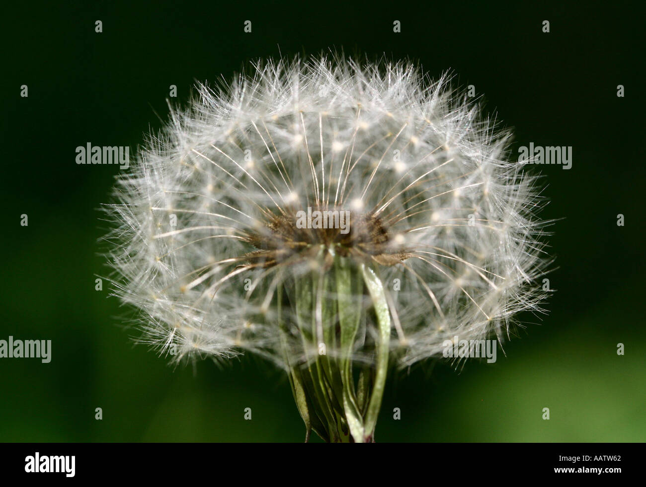 Wind carried seeds hi-res stock photography and images - Alamy