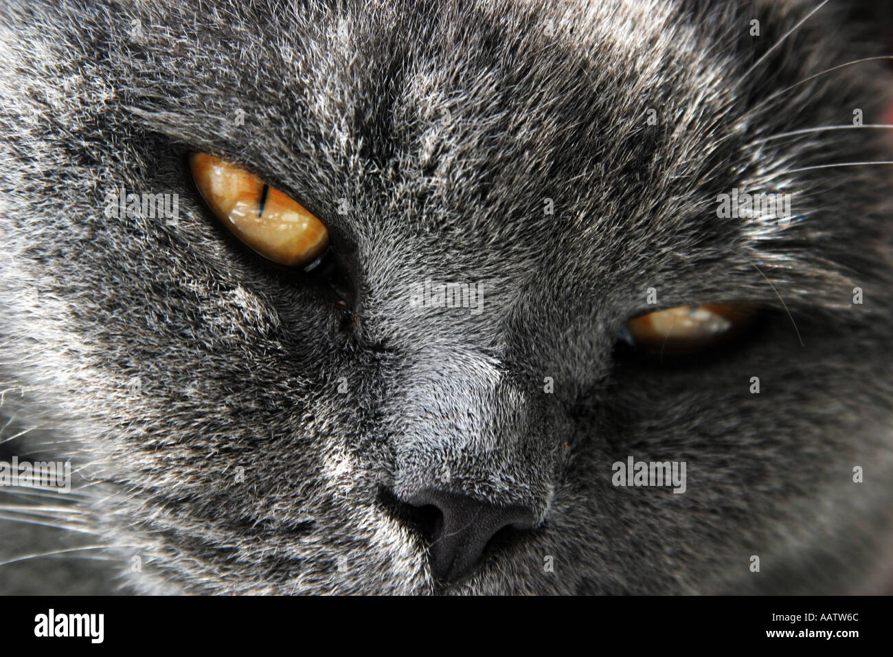 Face british hi-res stock photography and images - Alamy