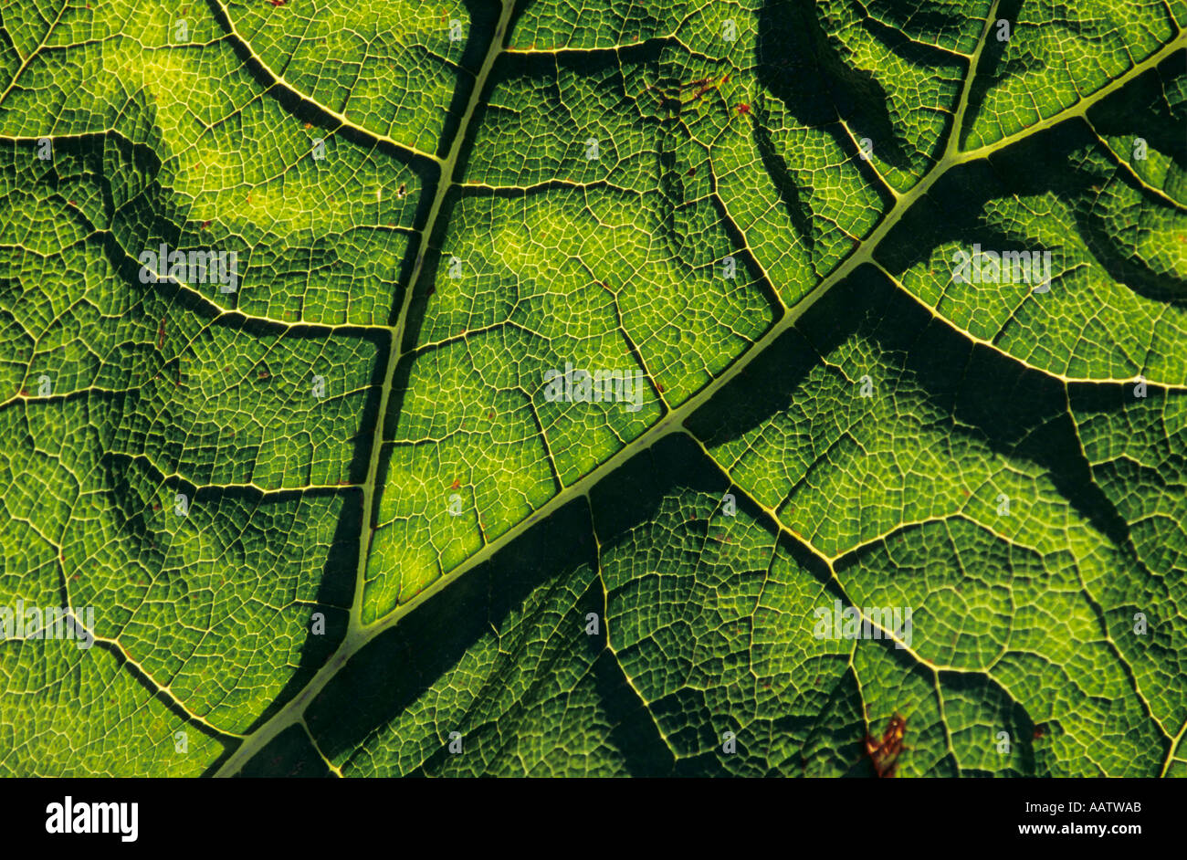 Nalca hi-res stock photography and images - Alamy