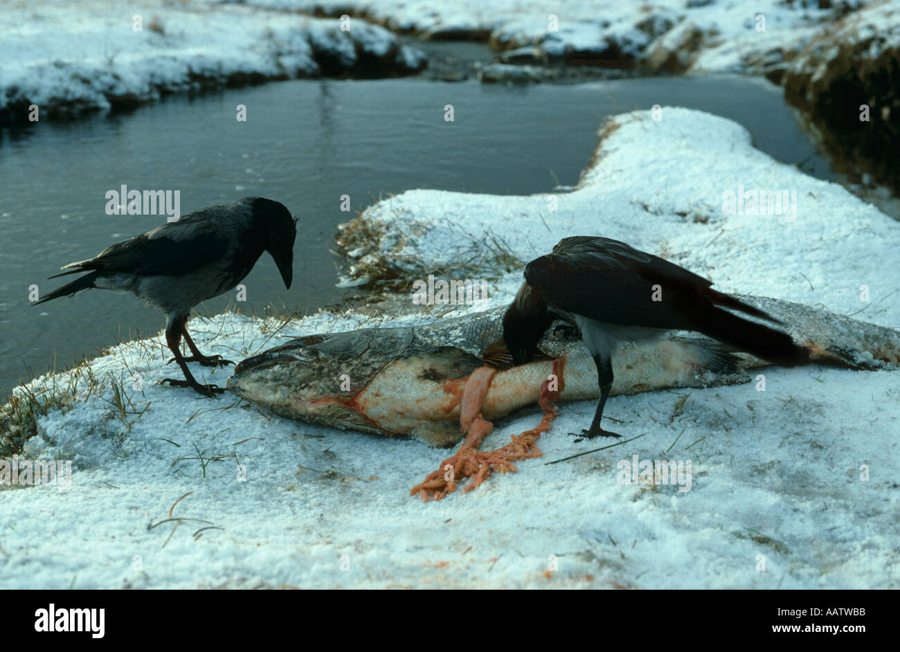 Hooded crows eating dead salmon Stock Photo - Alamy