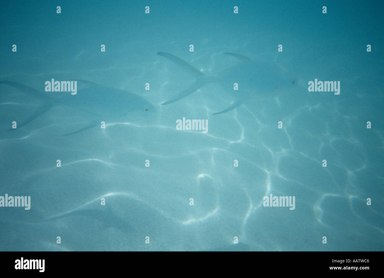 Fish under water Stock Photo - Alamy