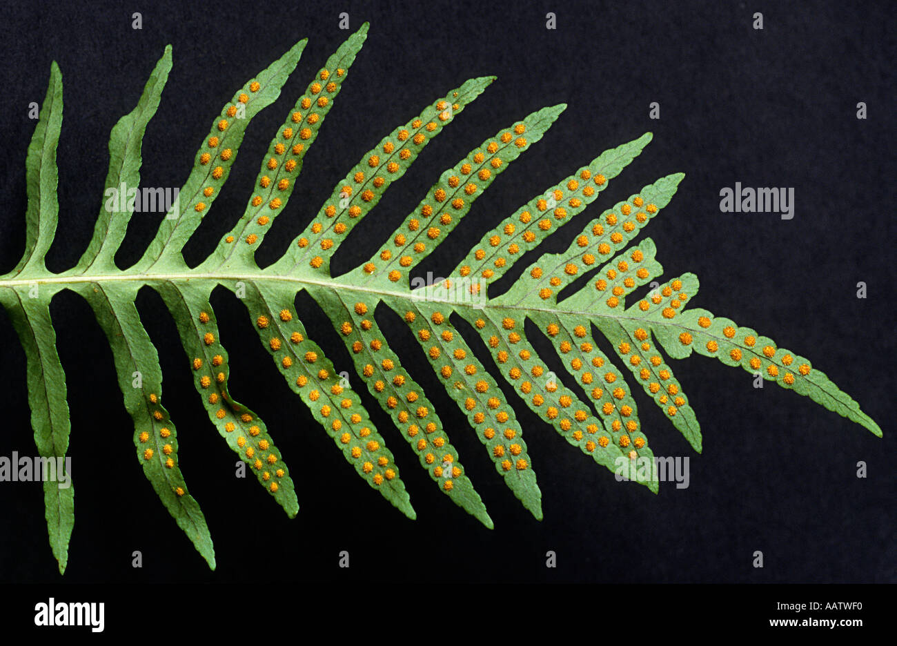 fern sorus Polypodium vulgare Stock Photo - Alamy