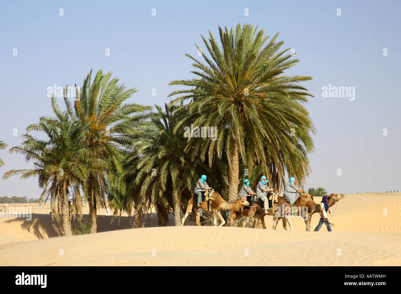 camel trip into the sahara desert past palm trees and sand dunes Stock ...