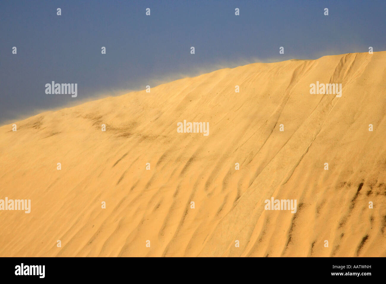 Creeping in sand dunes hi-res stock photography and images - Alamy
