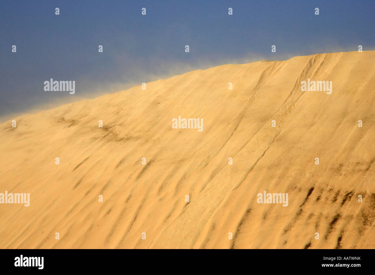 wind blowing golden sand over the edge of a sand dune against blue sky ...