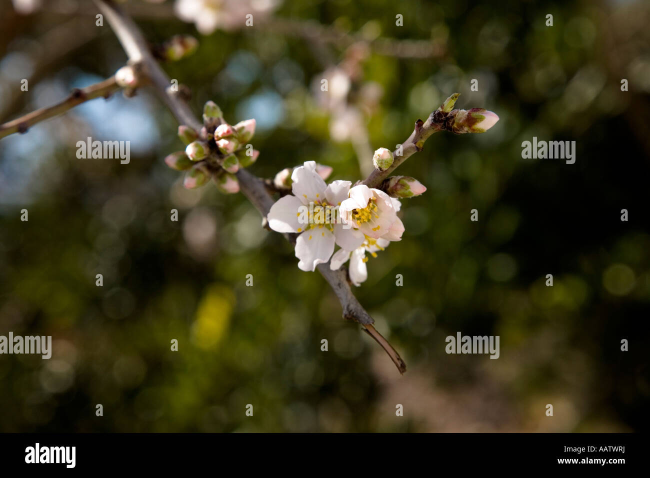Spanish Peach Blossom Stock Photo - Alamy