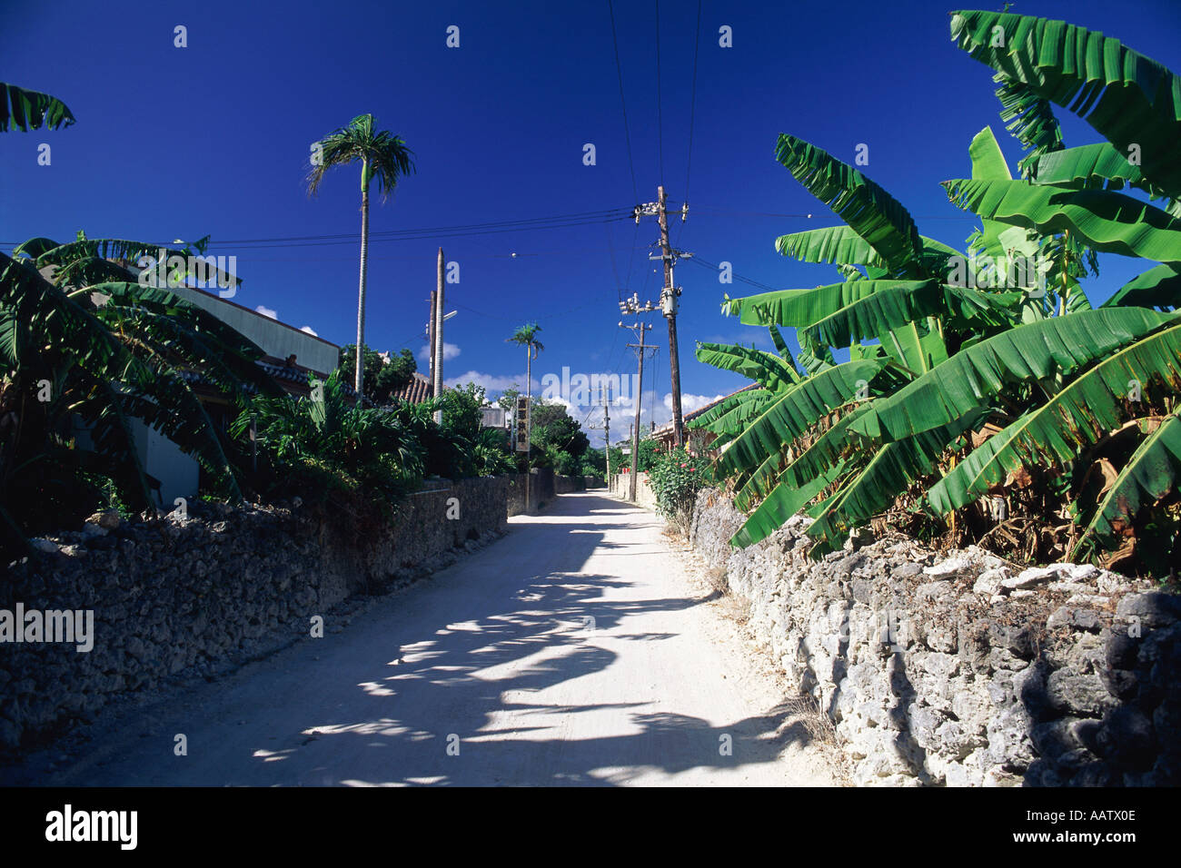 Palm tree and road Stock Photo - Alamy
