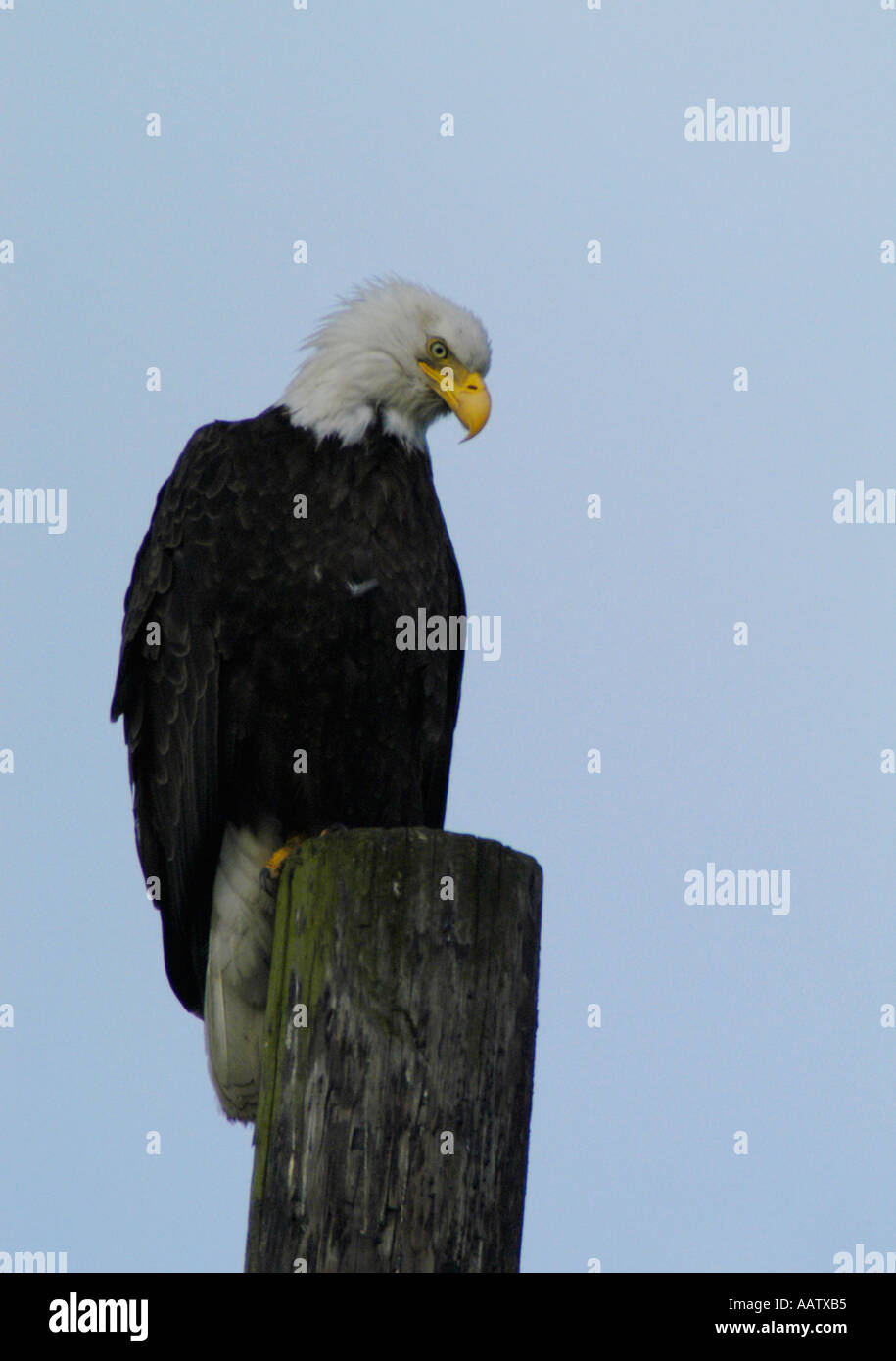 Bald eagle looking right hi-res stock photography and images - Alamy