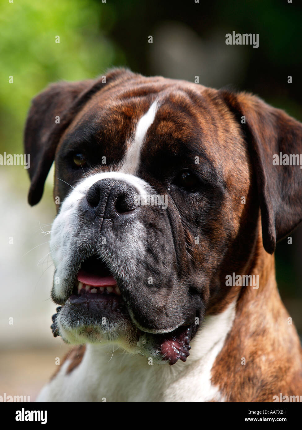 boxer dog head shot straight on Stock Photo - Alamy