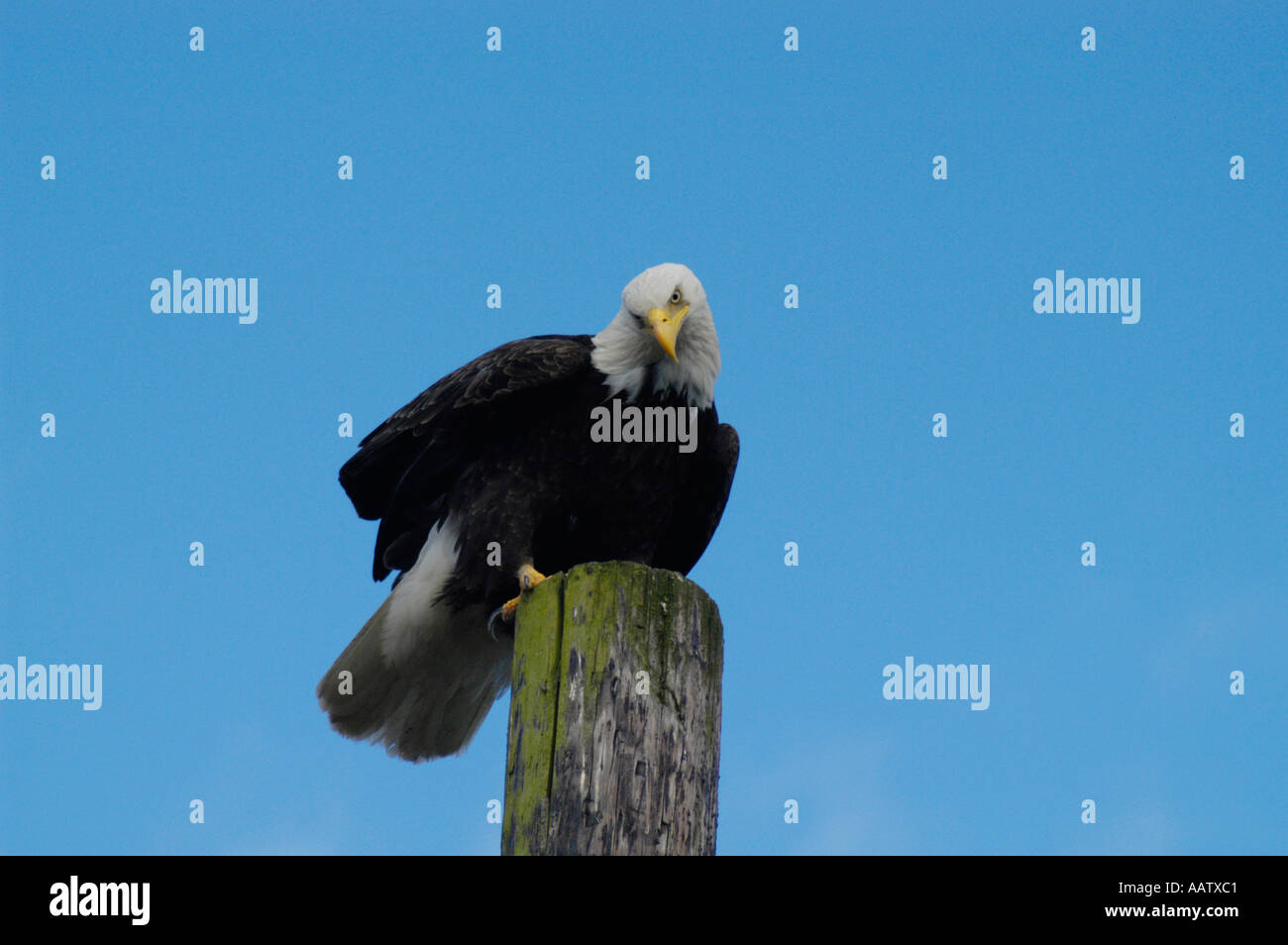 READY FOR FLIGHT Stock Photo - Alamy