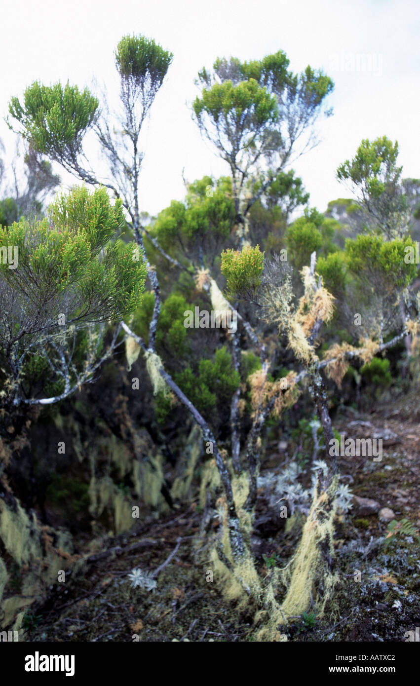 High altitude tropical lichen Mount Karthala Grand Comores Indian Ocean ...