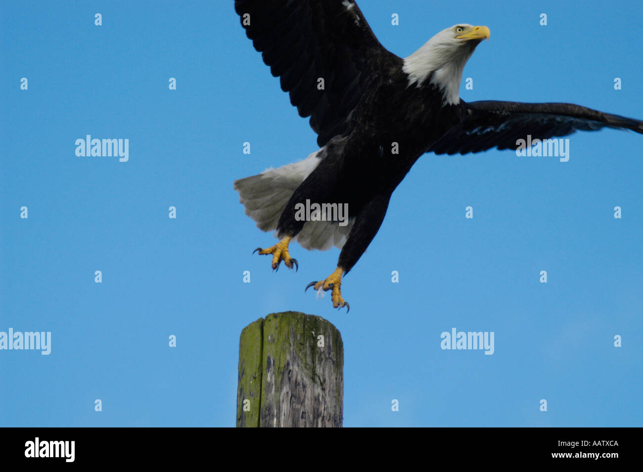 THE TAKE OFF Stock Photo - Alamy