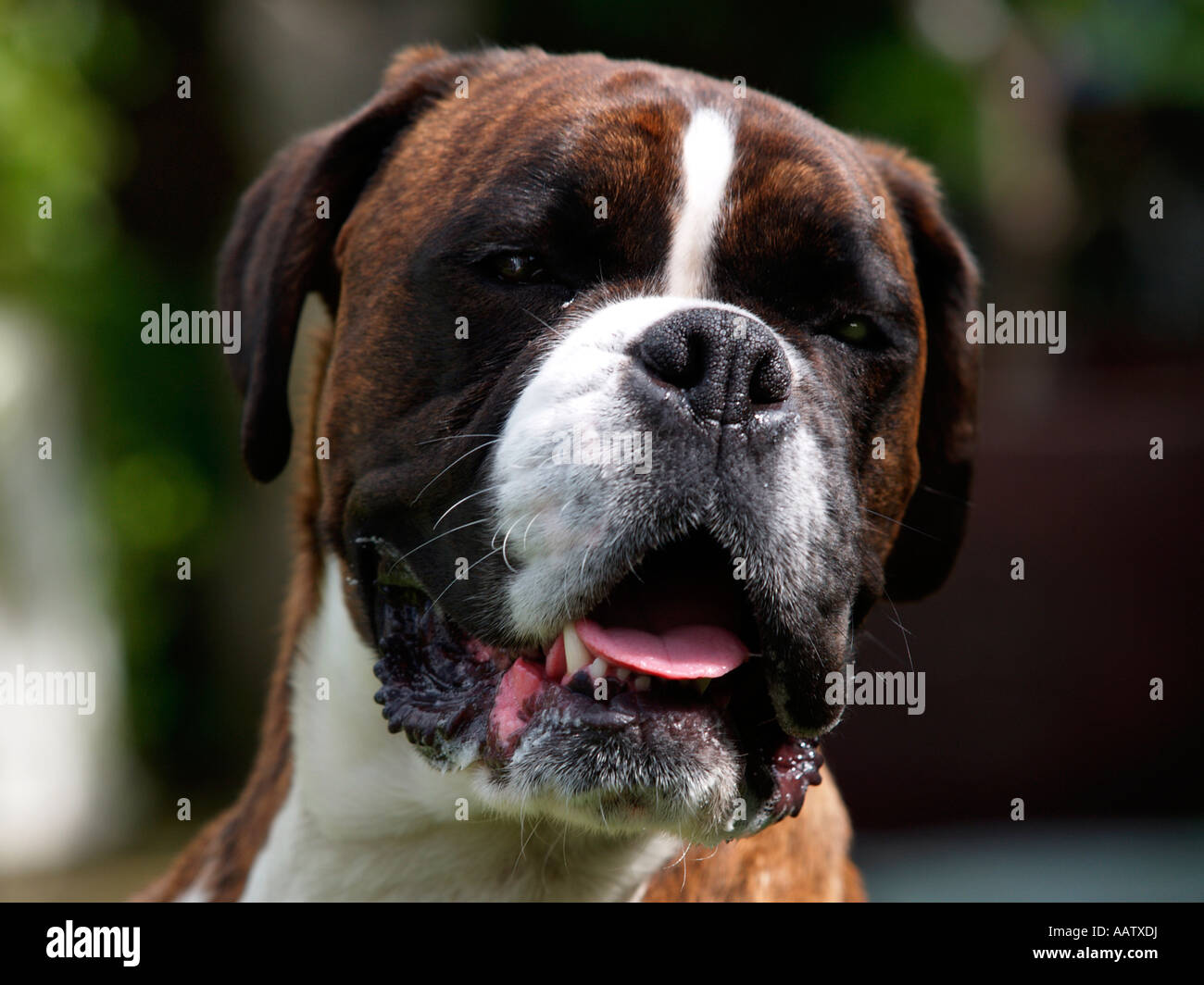 boxer dog head shot straight on Stock Photo - Alamy
