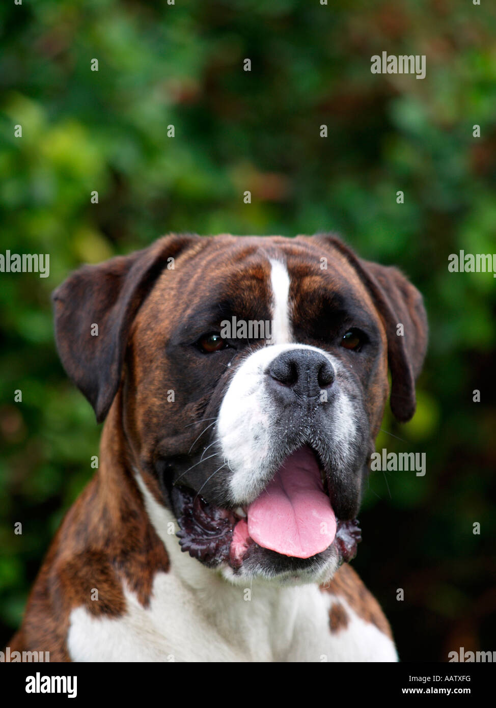 boxer dog head shot straight on Stock Photo - Alamy