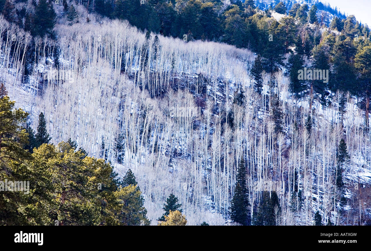Aspens in Winter Dixie National Forest Utah USA Stock Photo - Alamy