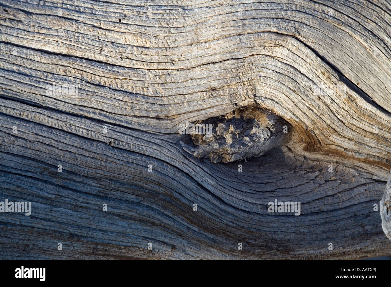Dead tree trunk in Bryce Canyon National Park Utah USA Stock Photo - Alamy