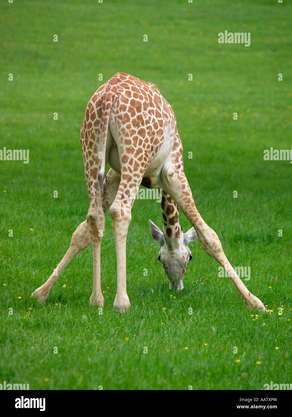 Giraffe bending to eat hi-res stock photography and images - Alamy