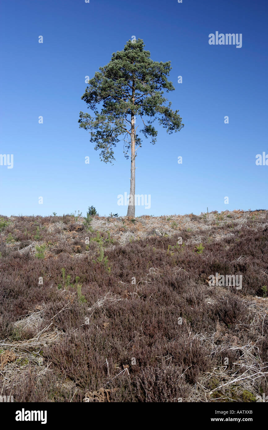 Single pine tree hi-res stock photography and images - Alamy