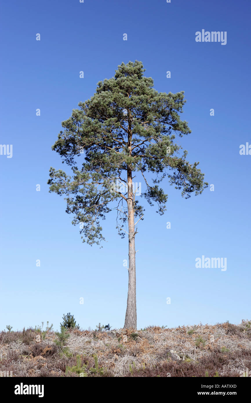 Single pine tree hi-res stock photography and images - Alamy