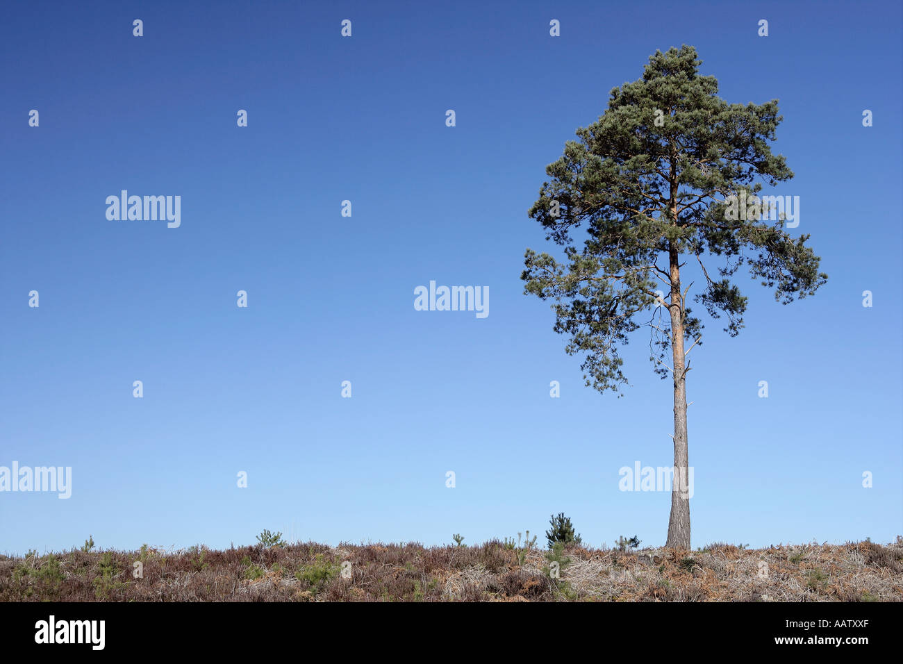 Single Pine Tree Stock Photo - Alamy