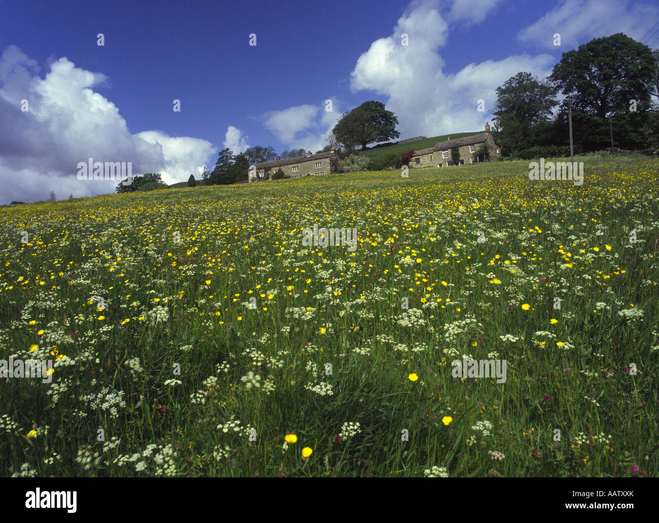 Buttercup Meadow Coverdale Yorkshire Dales National Park England Stock ...