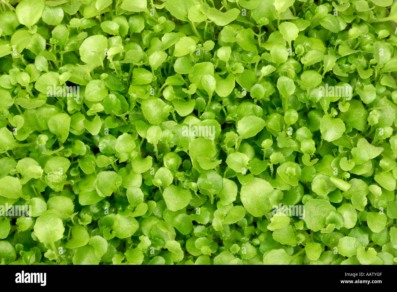 Lobelia sprout hi-res stock photography and images - Alamy