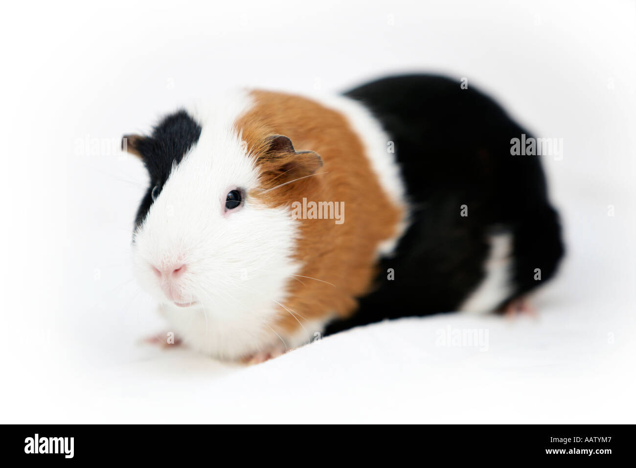 One Guinea Pig Stock Photo - Alamy
