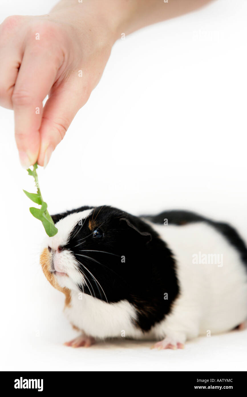 Feeding a Guinea Pig Stock Photo - Alamy
