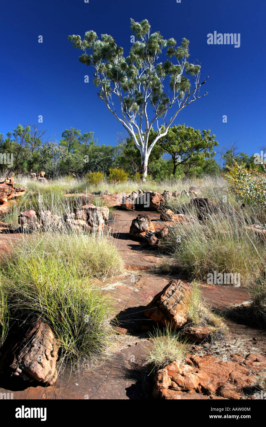 Sandstone and spinifex landscape on the walking path to Manning Gorge ...