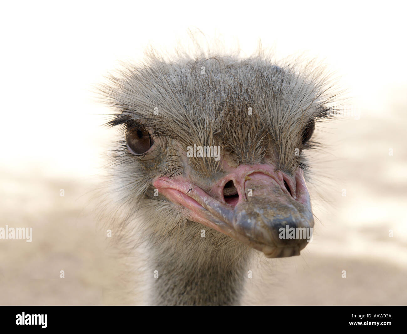 Ostrich head hi-res stock photography and images - Alamy