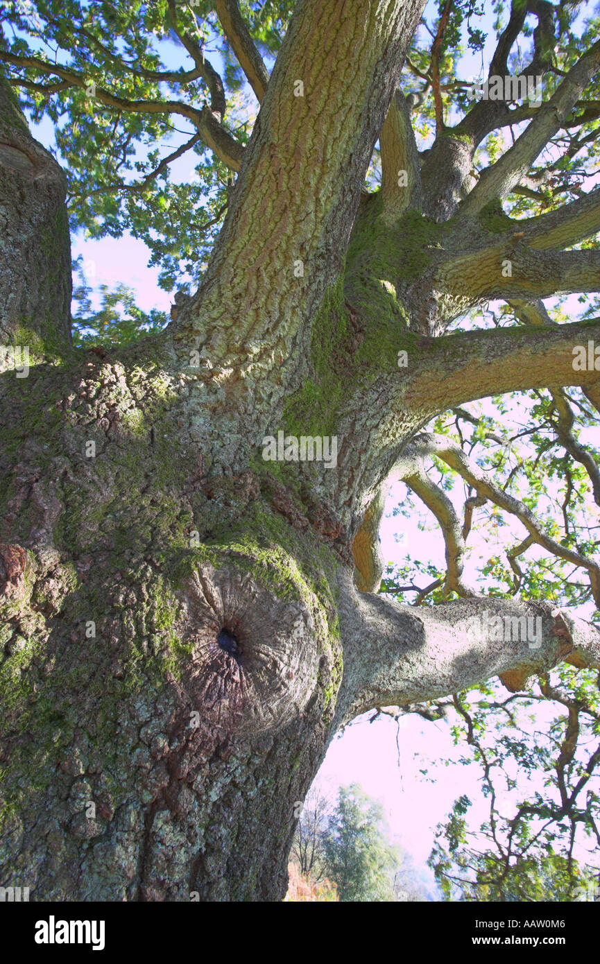 Splayed fork hi-res stock photography and images - Alamy