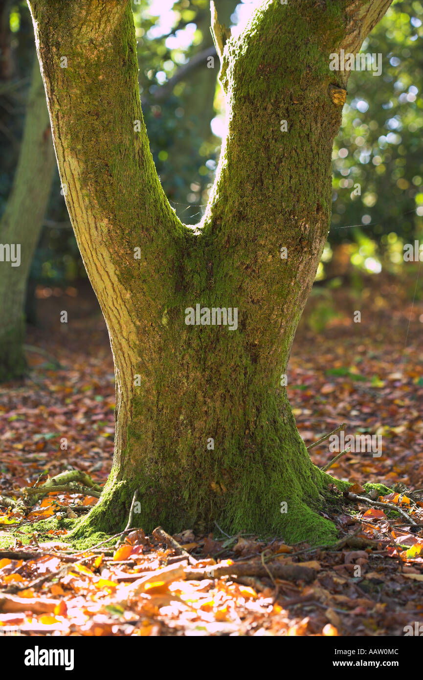 Forked tree trunk in backlight Stock Photo - Alamy
