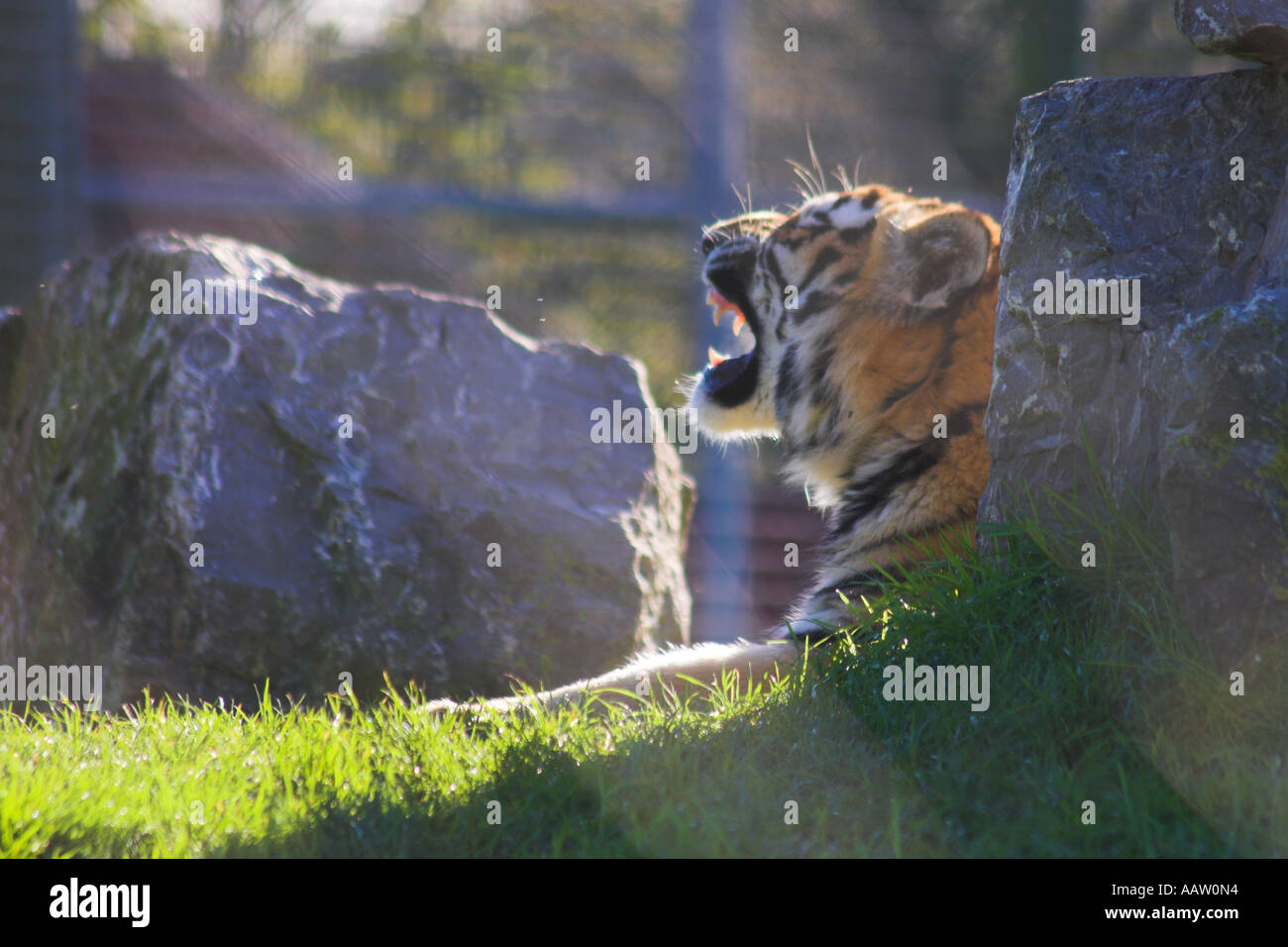 Caged tiger yawning in its enclosure Stock Photo - Alamy