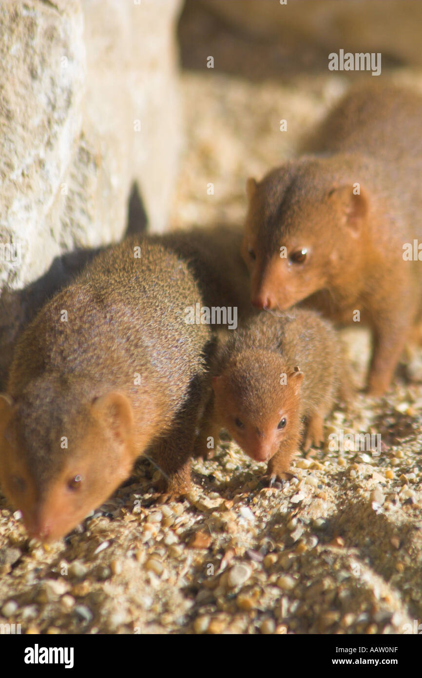Indian mongoose snake hi-res stock photography and images - Alamy