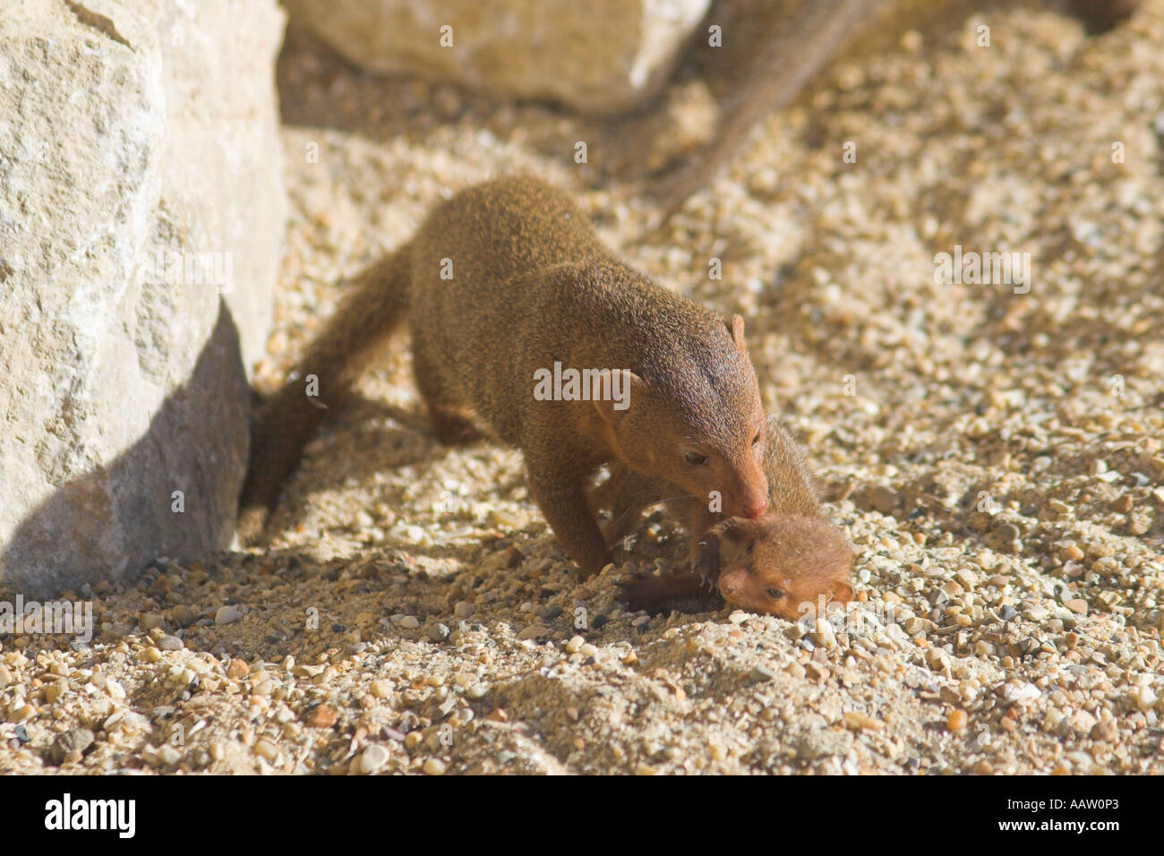 Indian mongoose snake hi-res stock photography and images - Alamy