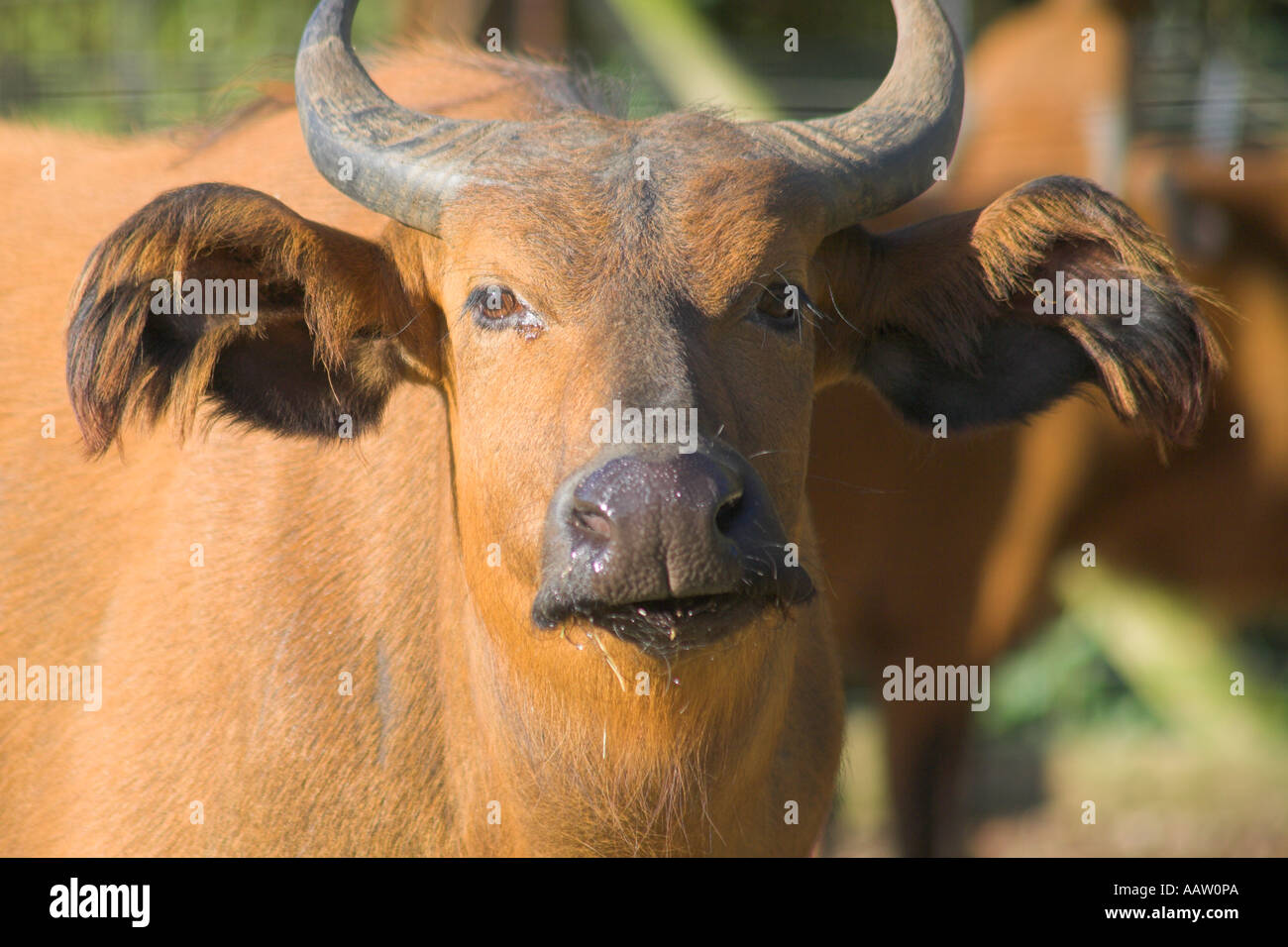 Congo buffalo hi-res stock photography and images - Alamy