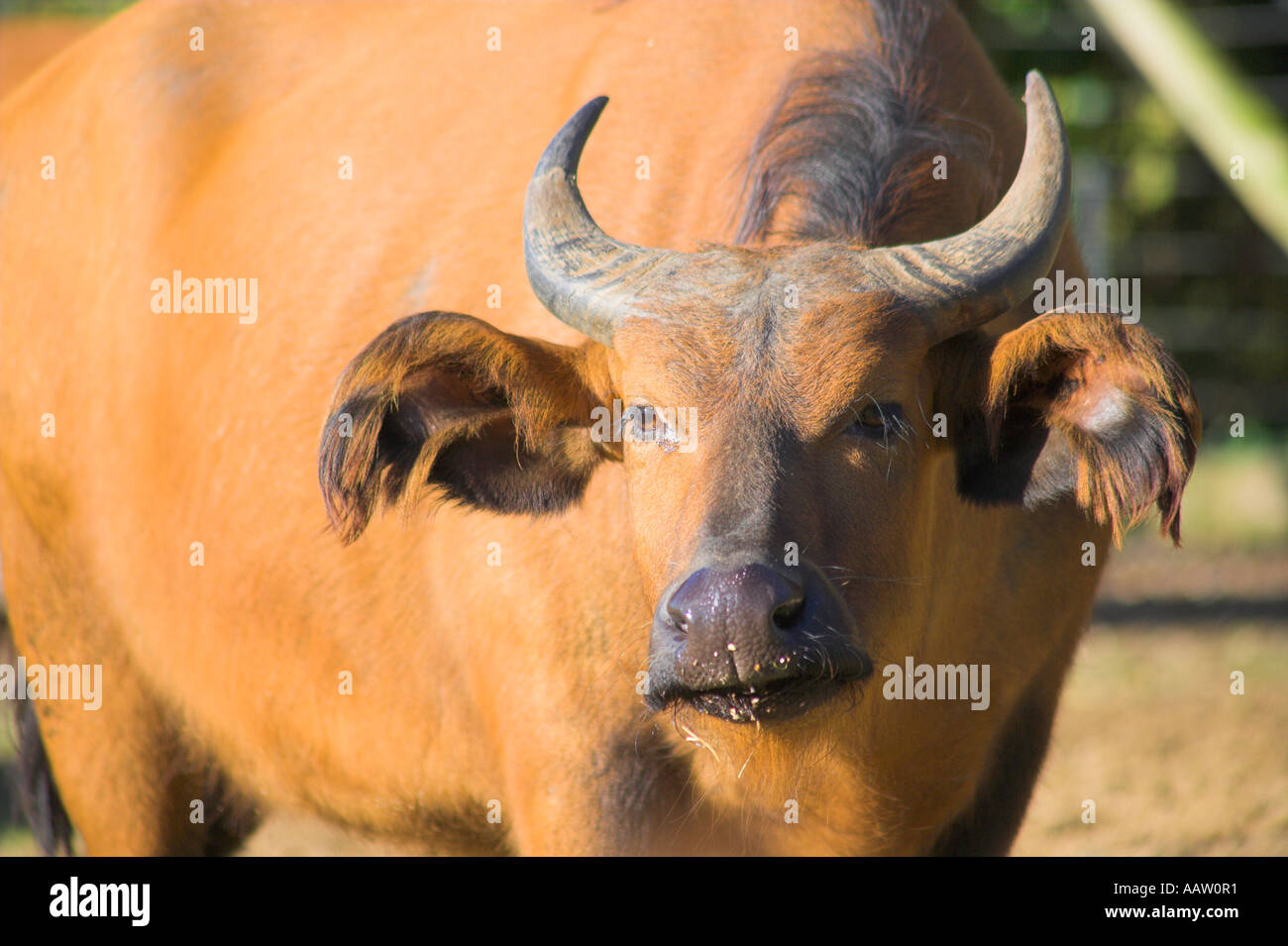 Congo Buffalo head horns and body Stock Photo - Alamy