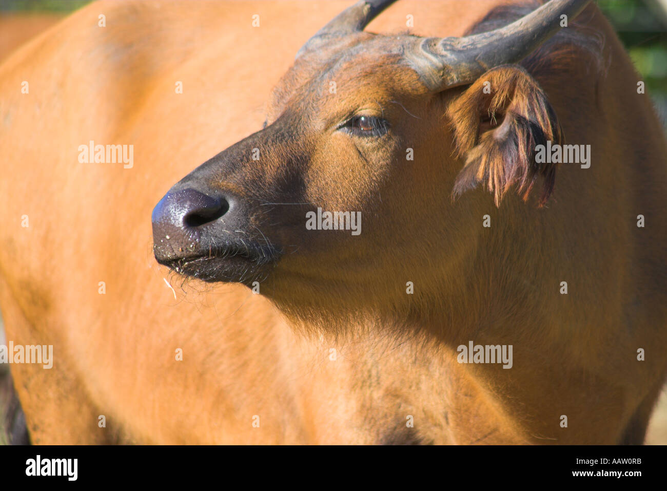 Congo buffalo hi-res stock photography and images - Alamy