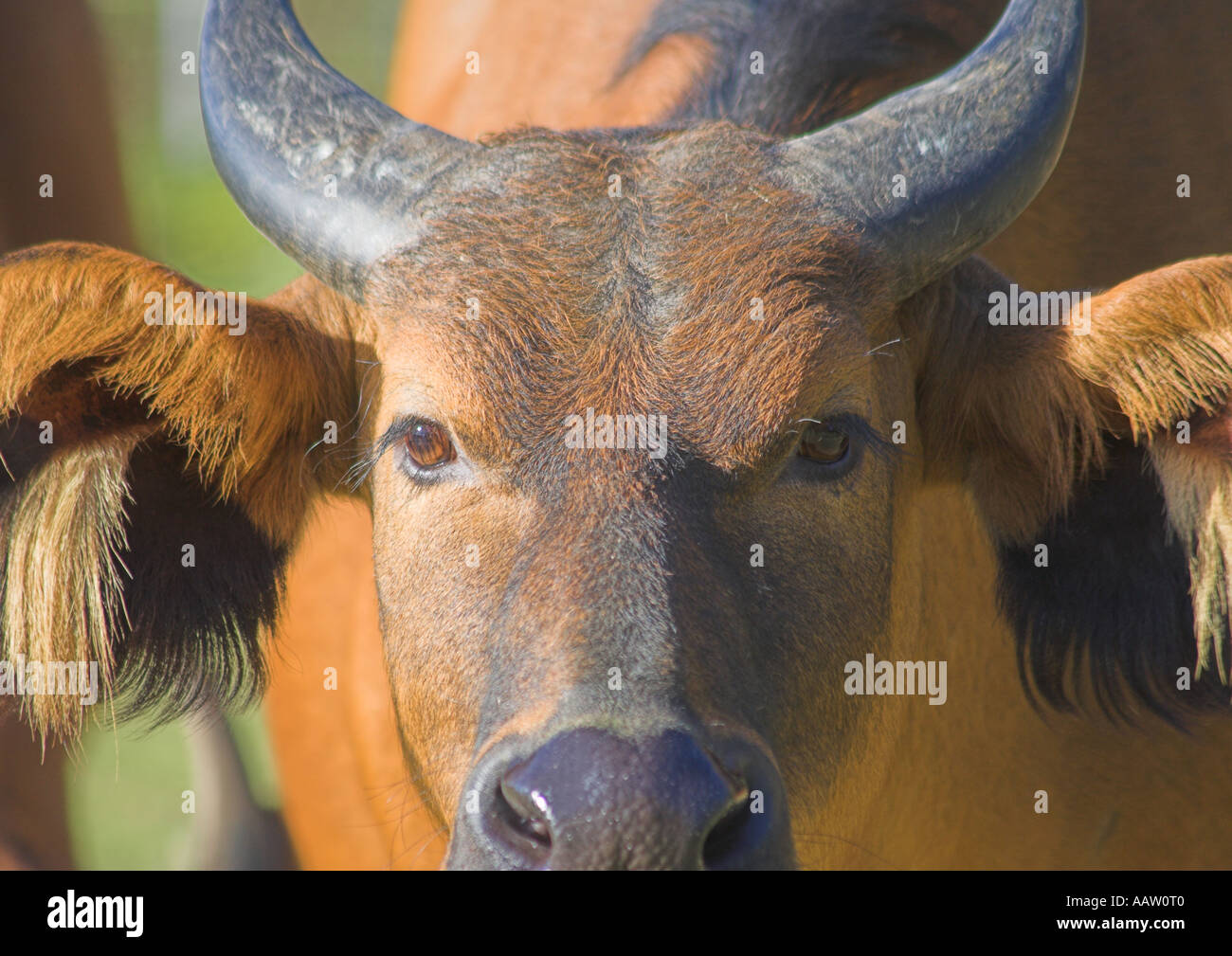 Buffalo head hi-res stock photography and images - Alamy